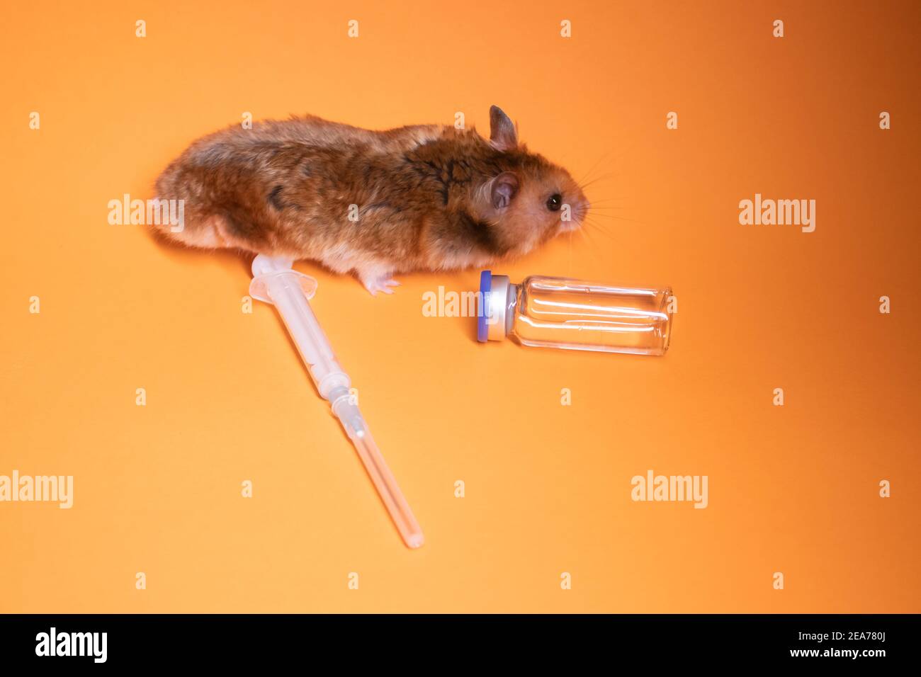 brown hamster - mouse near medical syringe with a needle and bottle ...