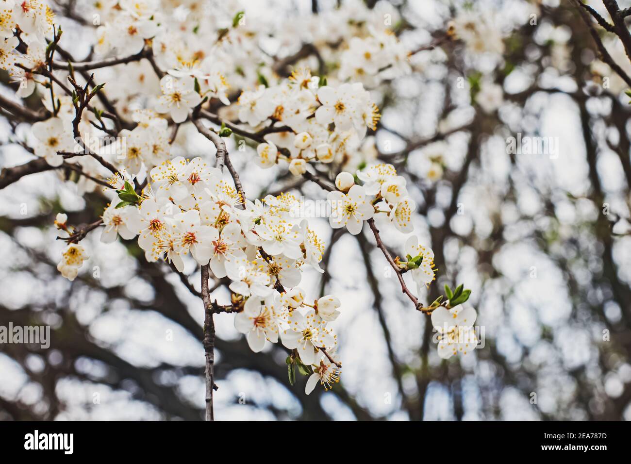 Branch spring blooming white flowers hi-res stock photography and ...