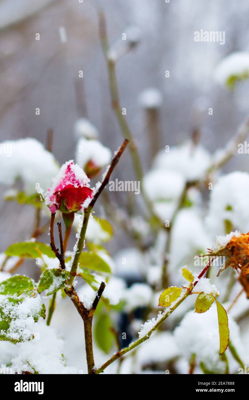 Frost covered roses hi-res stock photography and images - Alamy