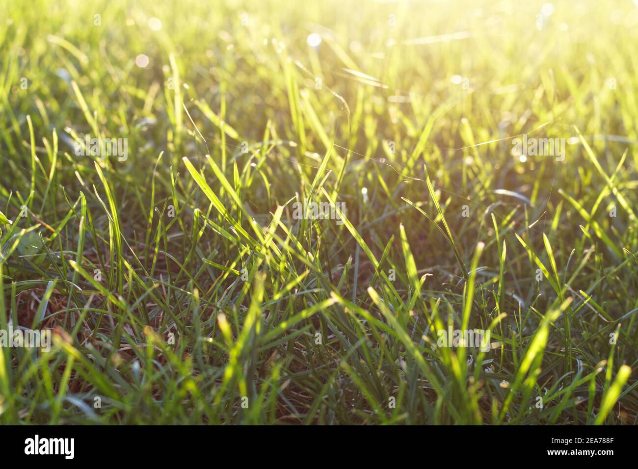 Low angle grass view plant hi-res stock photography and images - Alamy