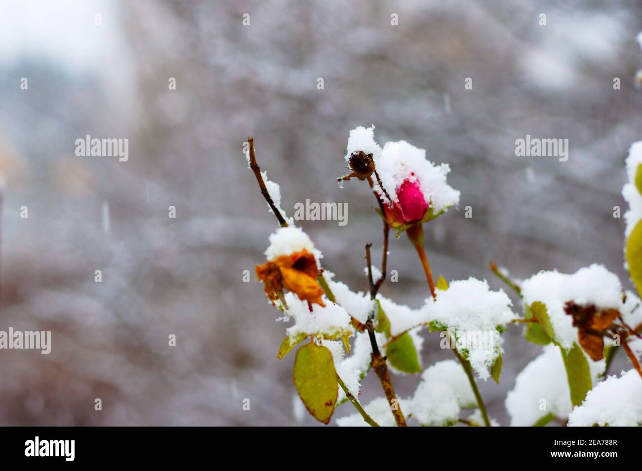 Rose covered in frost hi-res stock photography and images - Alamy