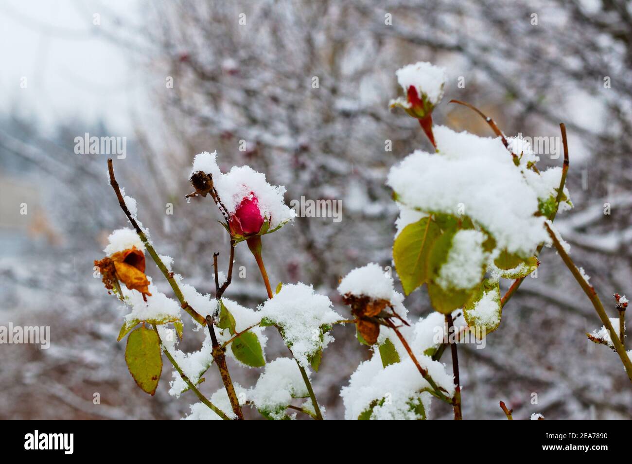 Pink roses with frost hi-res stock photography and images - Alamy