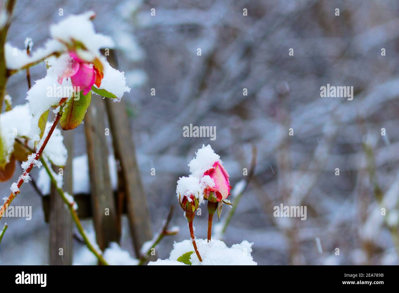 Snow white roses hi-res stock photography and images - Alamy