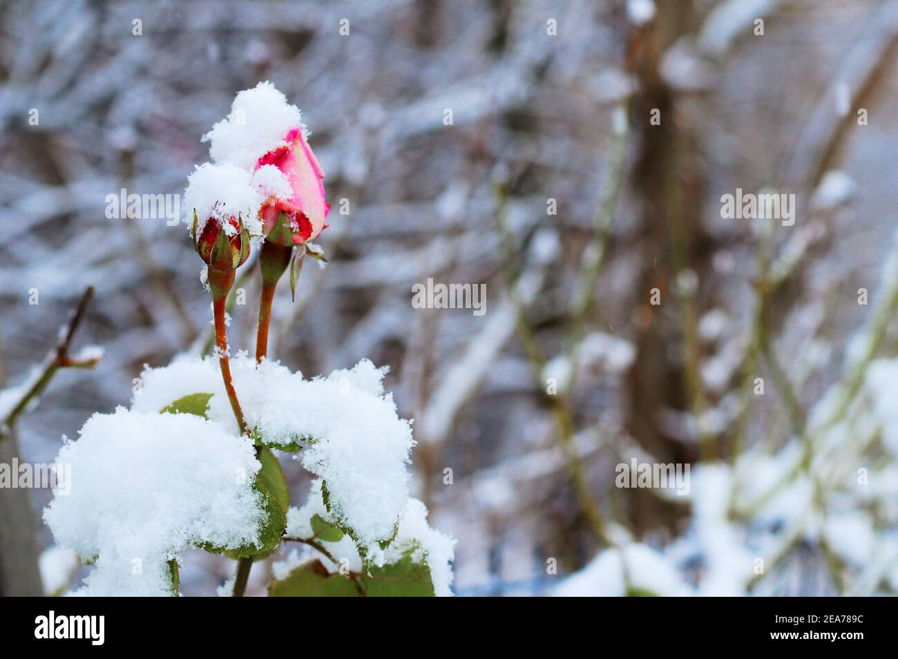 Roses in snow hi-res stock photography and images - Alamy