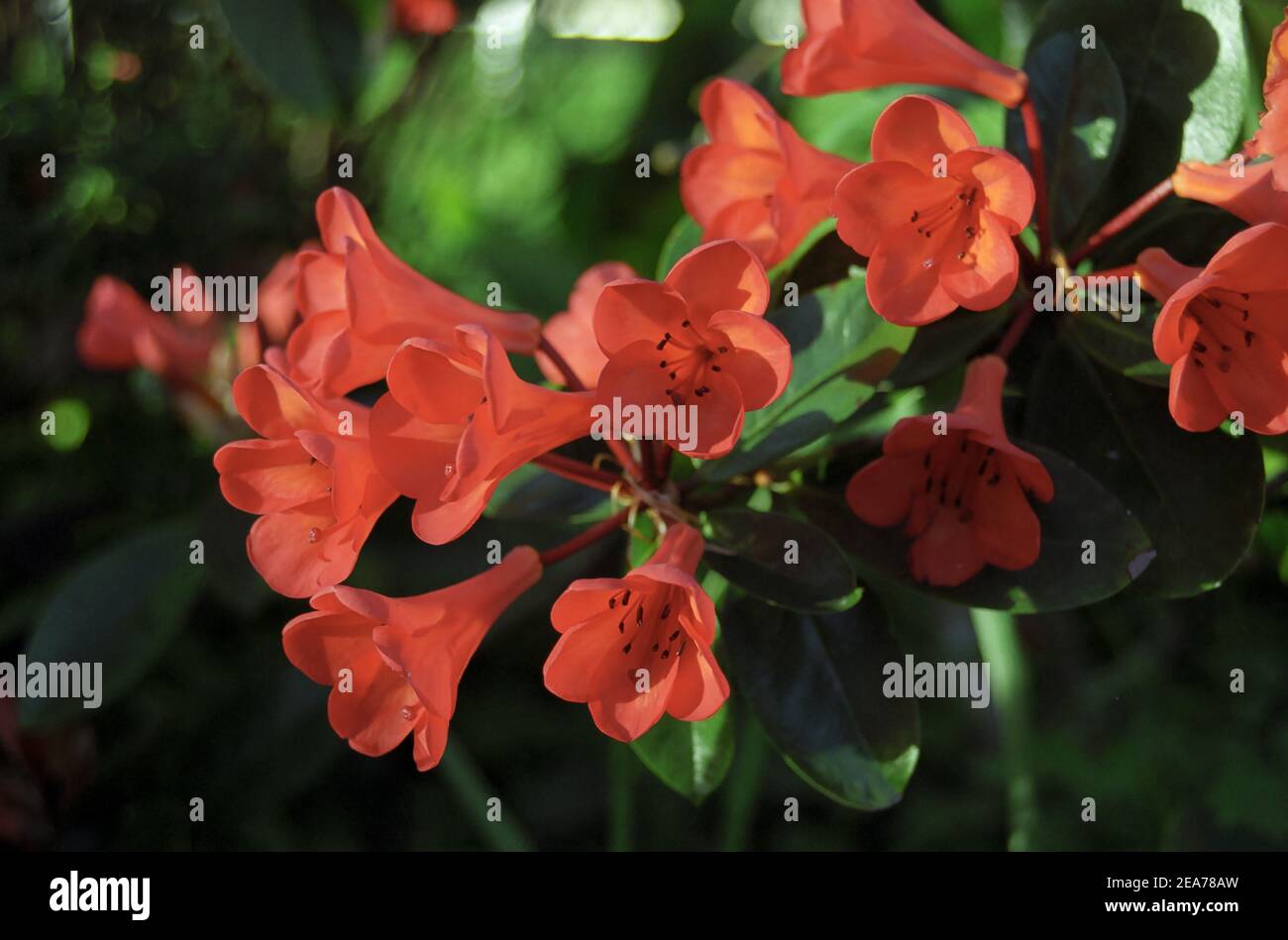 Red flowering dwarf azalea hi-res stock photography and images - Alamy