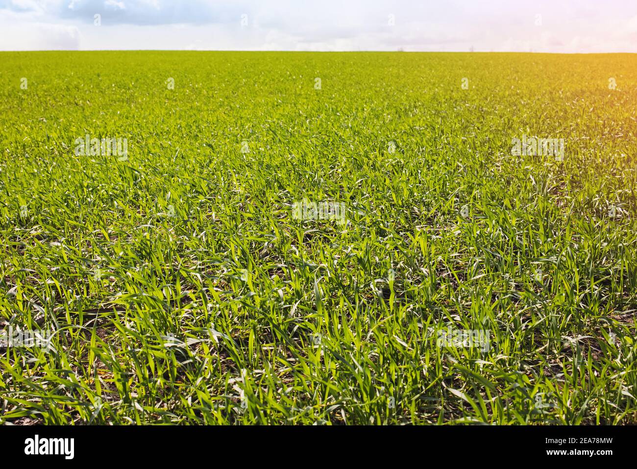 Empty grass field hi-res stock photography and images - Alamy