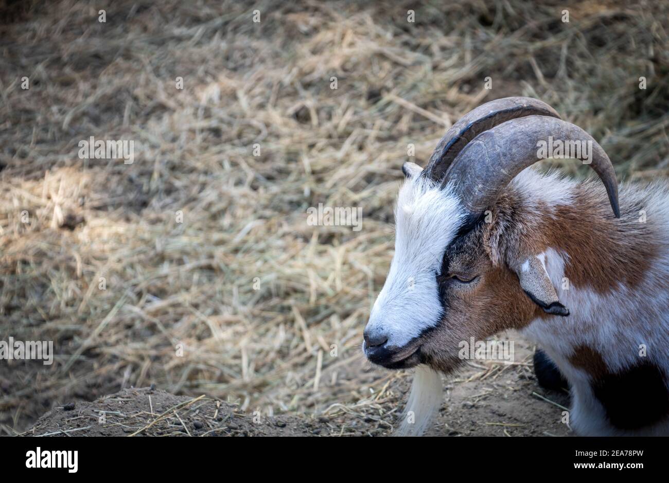 Photo of a goat at the zoo Stock Photo - Alamy