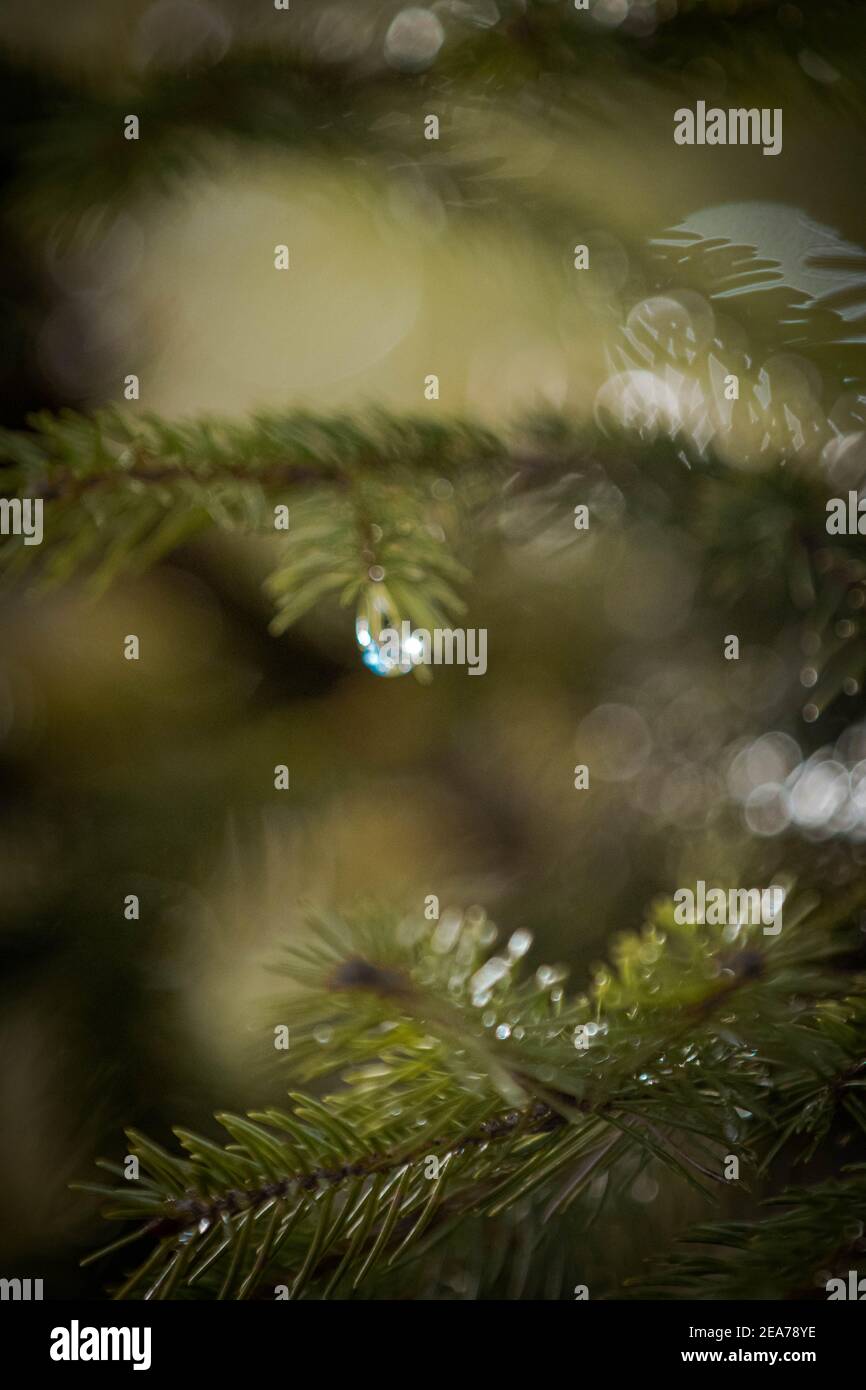 Close shots of a nature Stock Photo - Alamy