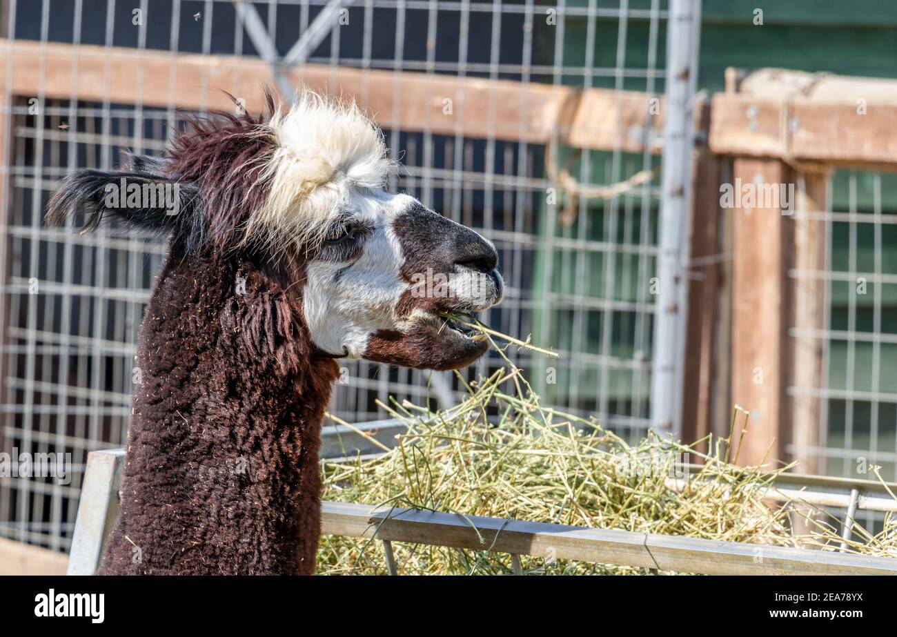 Photos of a llama at a zoo Stock Photo - Alamy