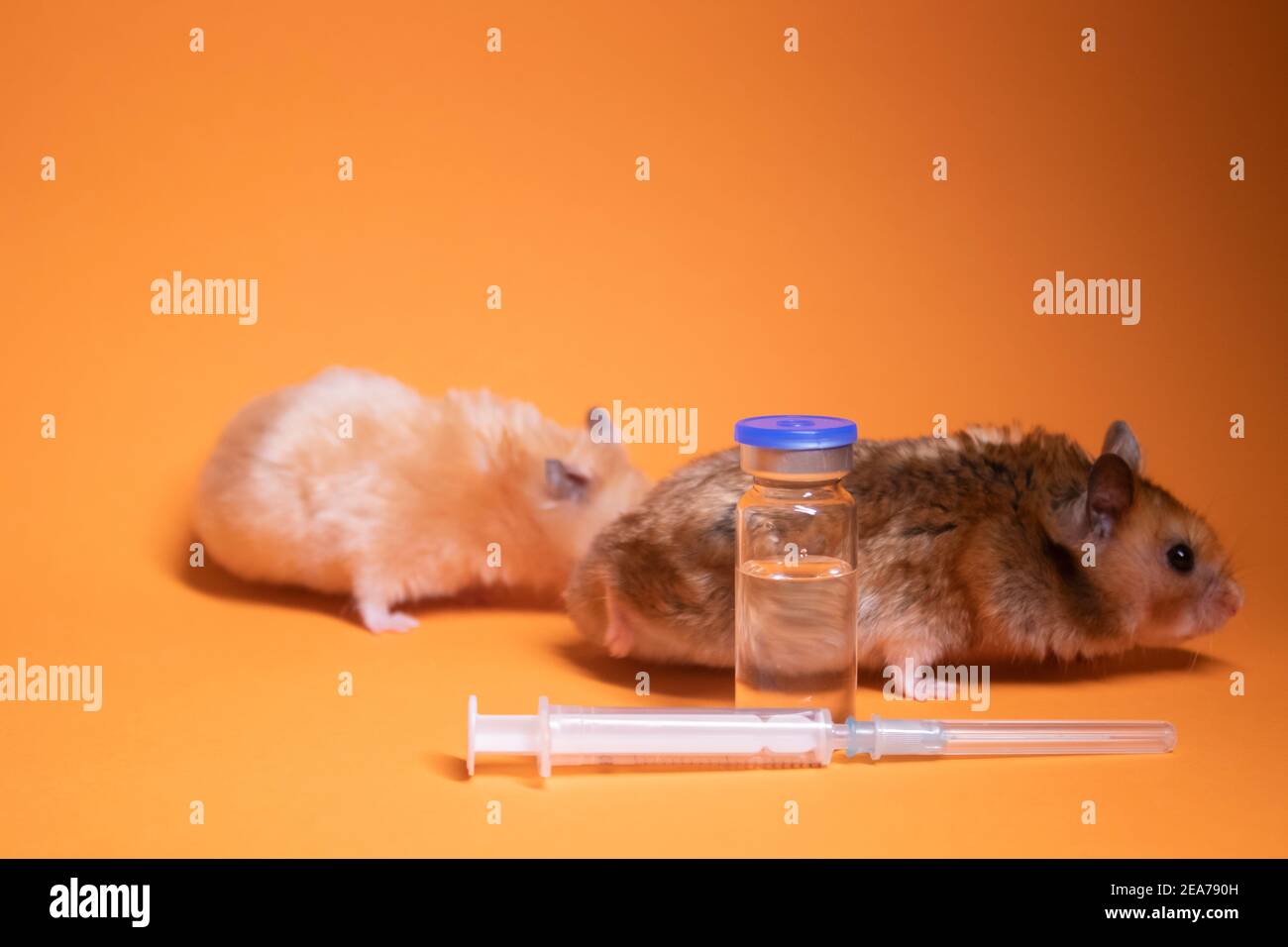 two hamsters-mouse, brown and beige, near medical syringe with a needle ...