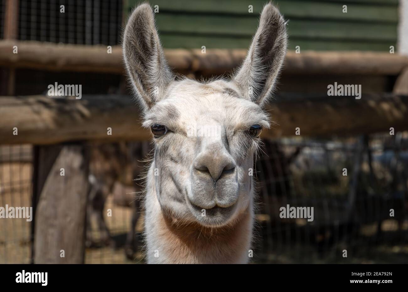 Photos of a llama at a zoo Stock Photo - Alamy