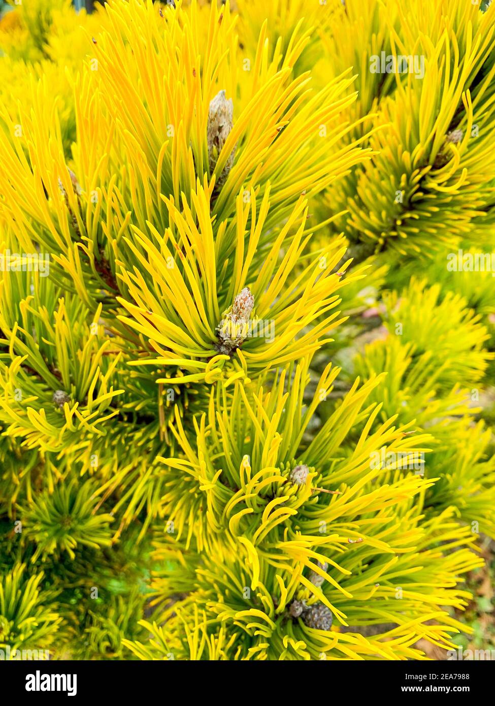 Texture, background from branches of coniferous trees Stock Photo - Alamy