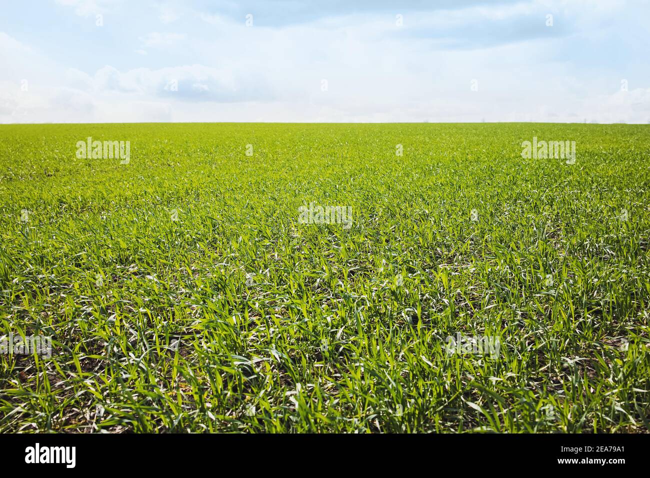 Empty grass field hi-res stock photography and images - Alamy