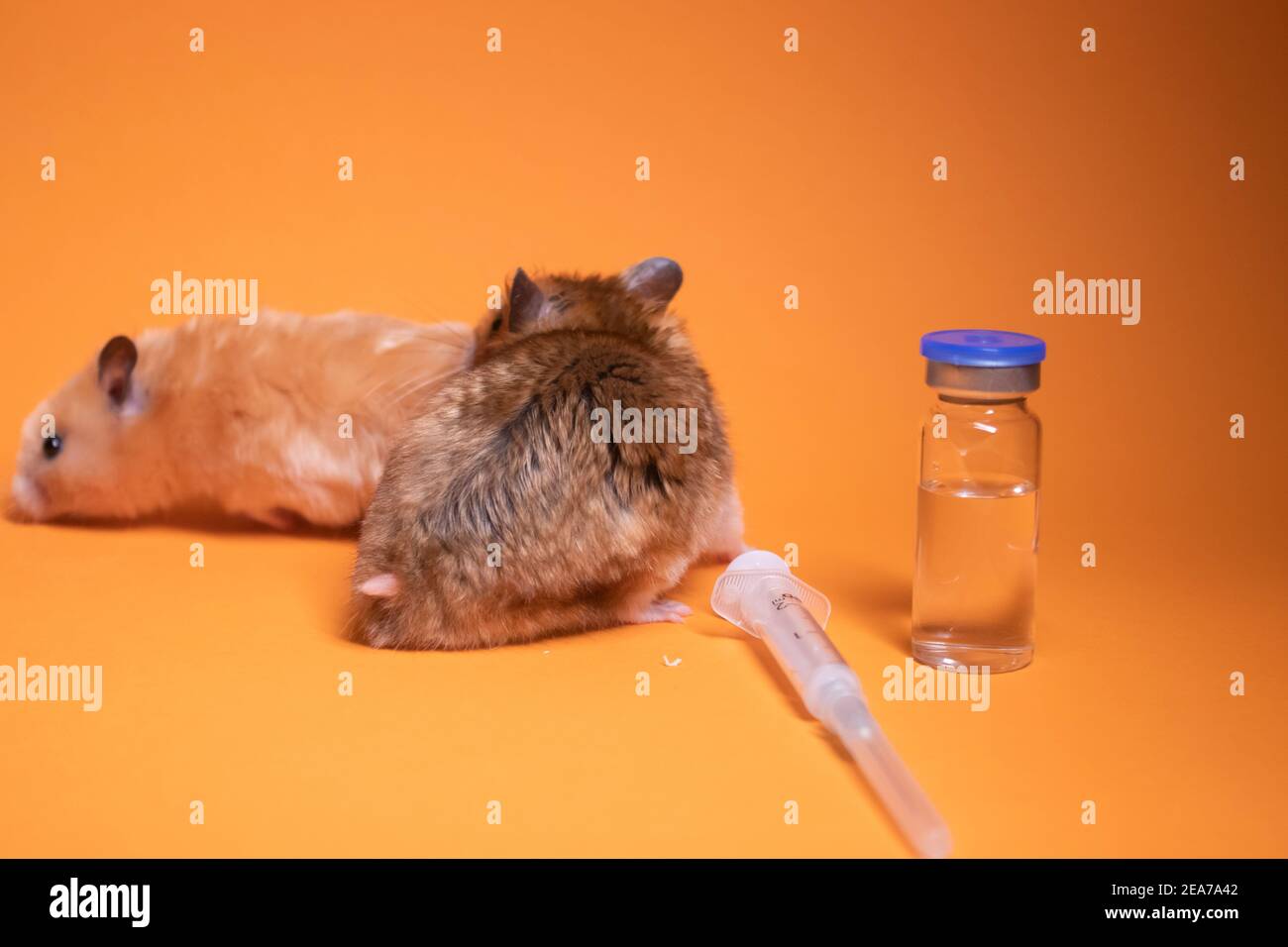 two hamsters-mouse, brown and beige, near medical syringe with a needle ...