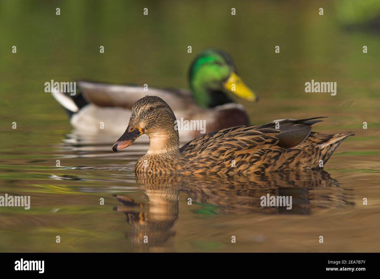 Mallard (Anas platyrhynchos), Martin Mere WWT reserve, Lancashire, UK ...