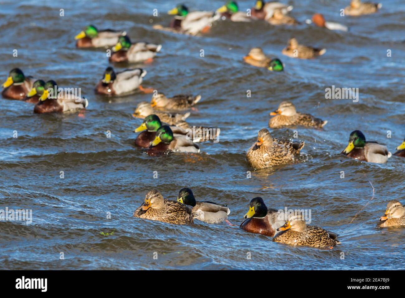 British mallards hi-res stock photography and images - Alamy