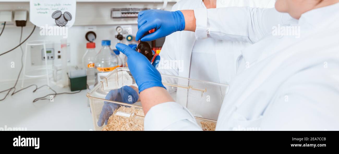 Laboratory mice hi-res stock photography and images - Alamy
