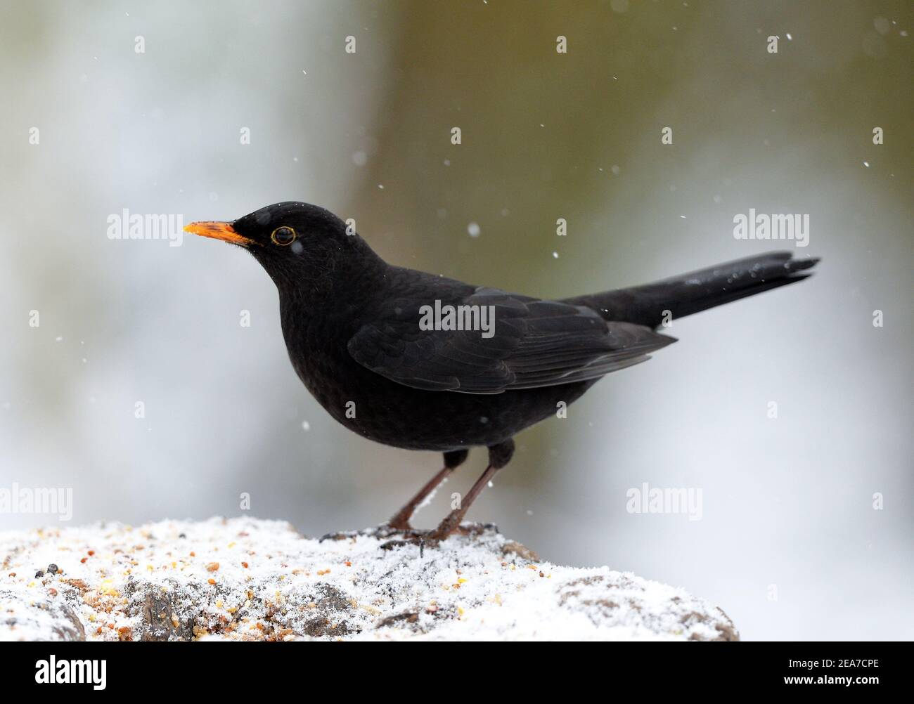 Leicester, Leicestershire, UK 8th Feb 2021. UK. Weather. Snow. A ...