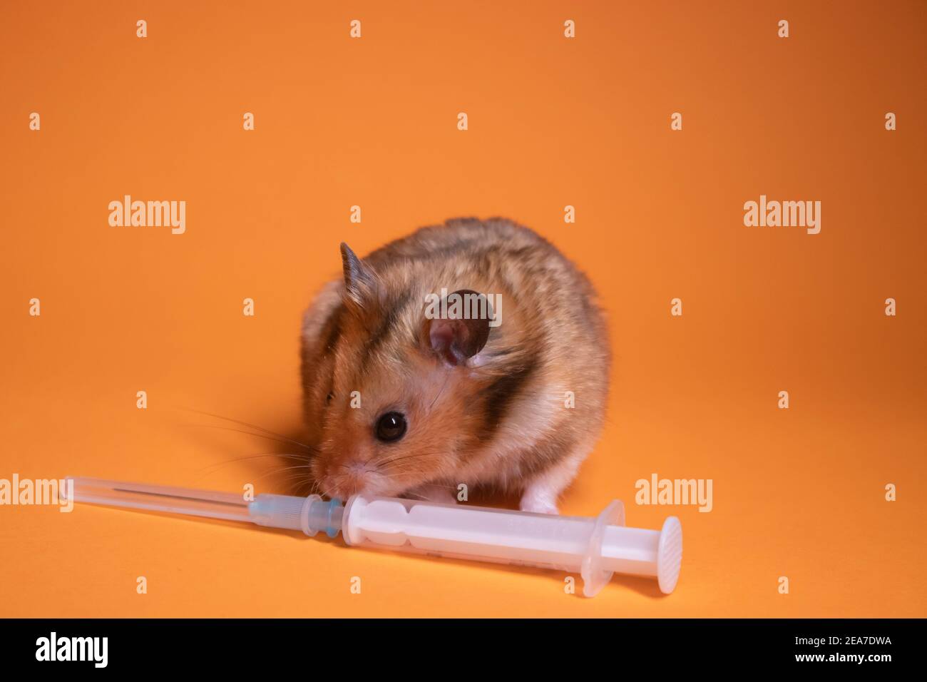 Lab mouse injection hi-res stock photography and images - Alamy