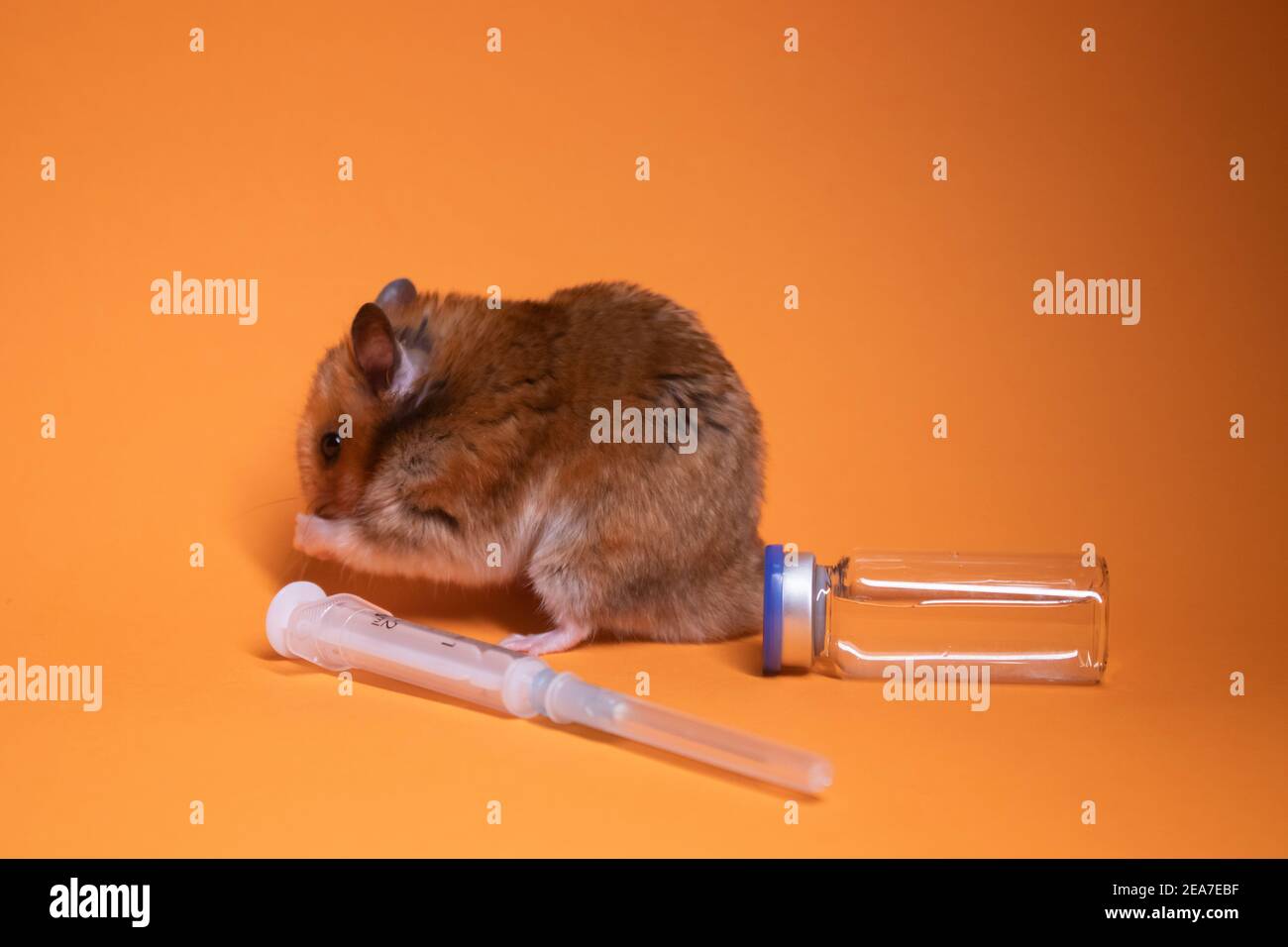 Tests on mice hi-res stock photography and images - Alamy