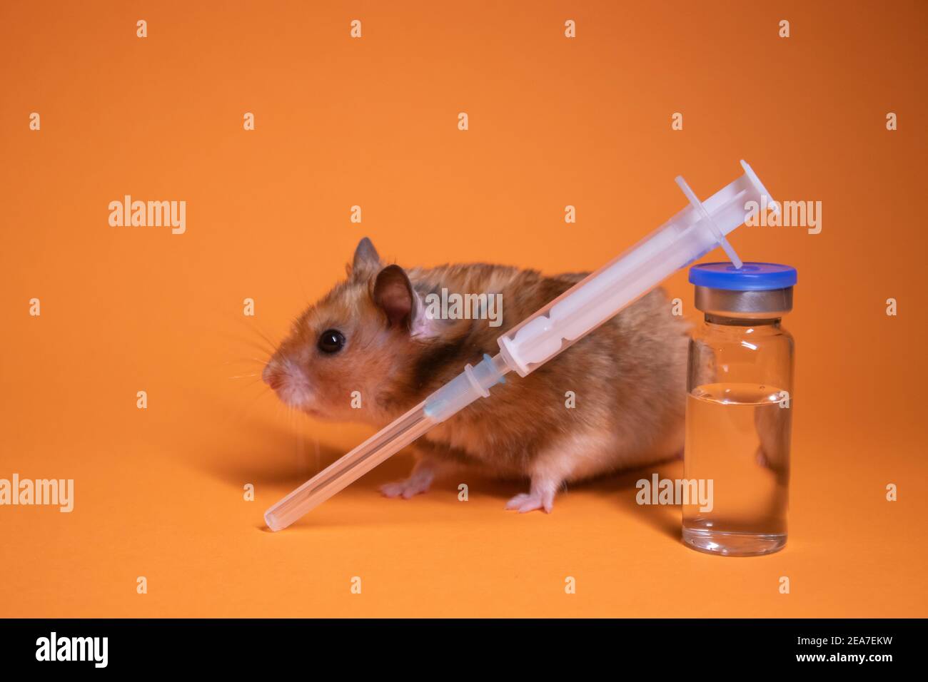 Tests on mice hi-res stock photography and images - Alamy