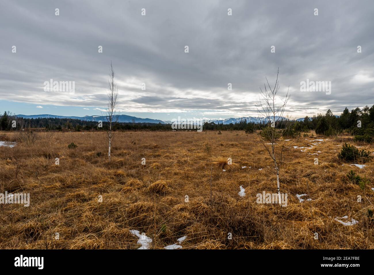 Moor birch trees standing in bog in Upper Bavaria in winter with rest ...