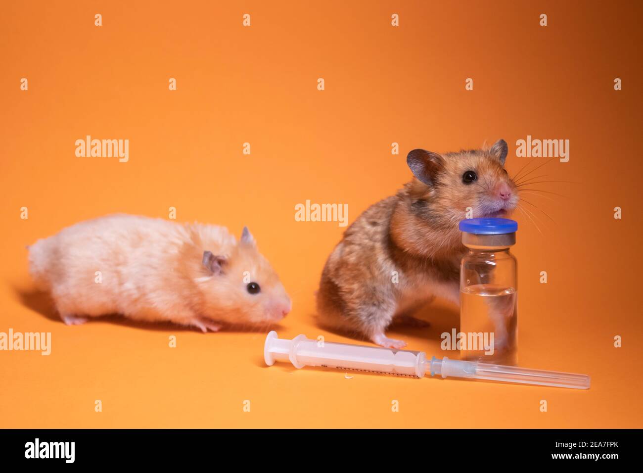 two hamsters-mouse, brown and beige, near medical syringe with a needle ...