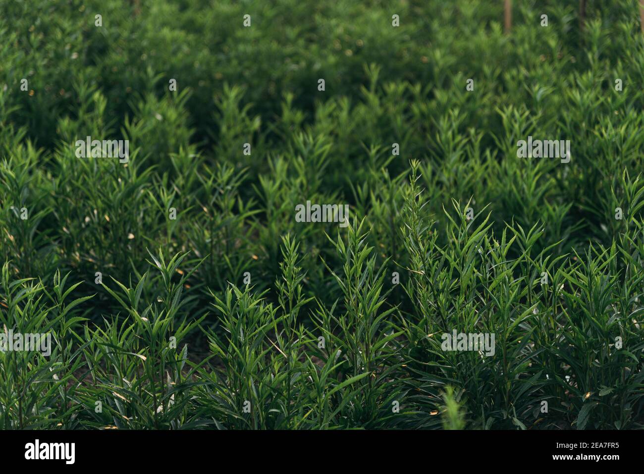 Green plant agriculture field Stock Photo - Alamy