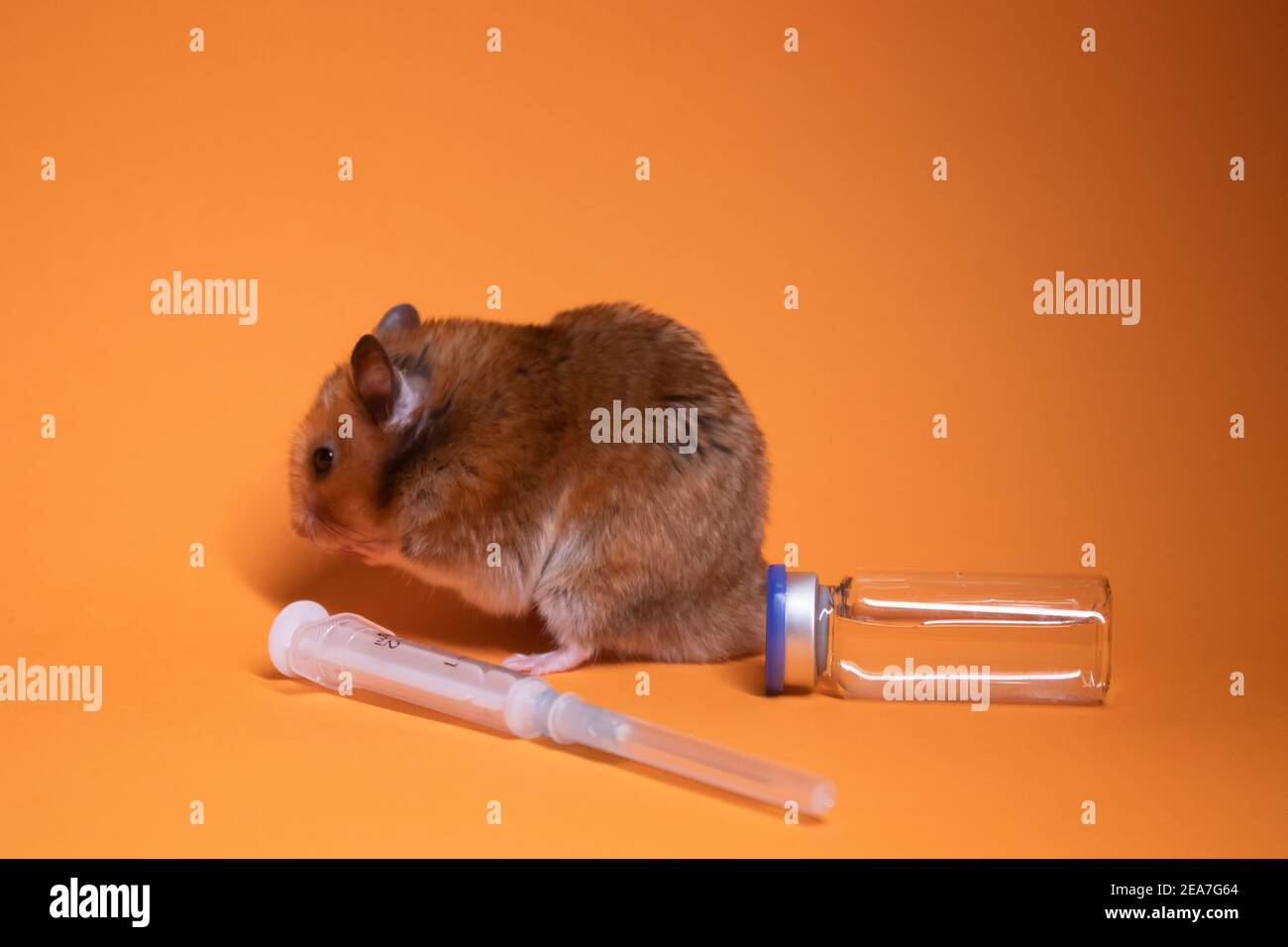 brown hamster - mouse near medical syringe with a needle and bottle ...