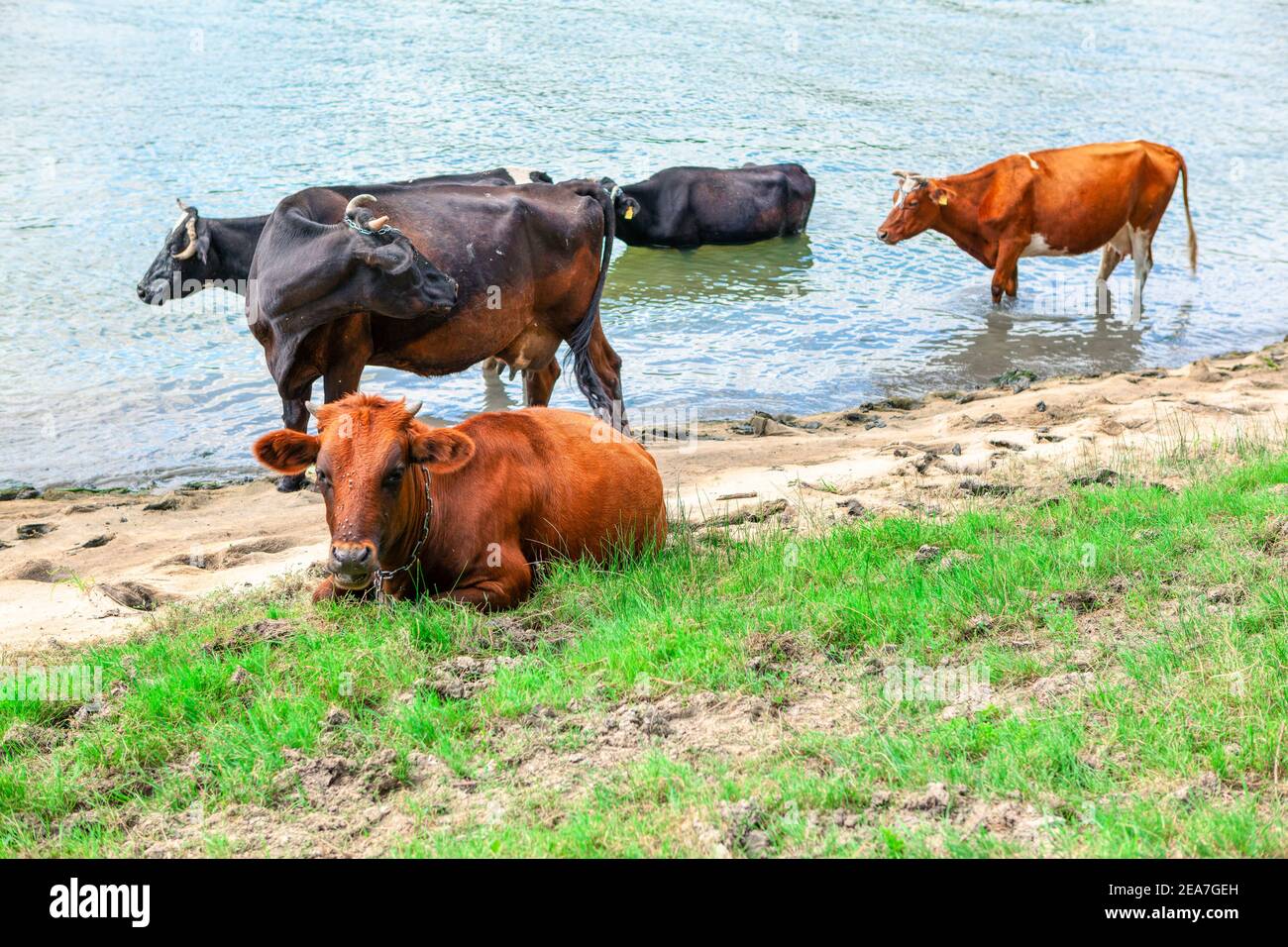 Domestic cows at riverside . Farm animals at the river shore Stock ...