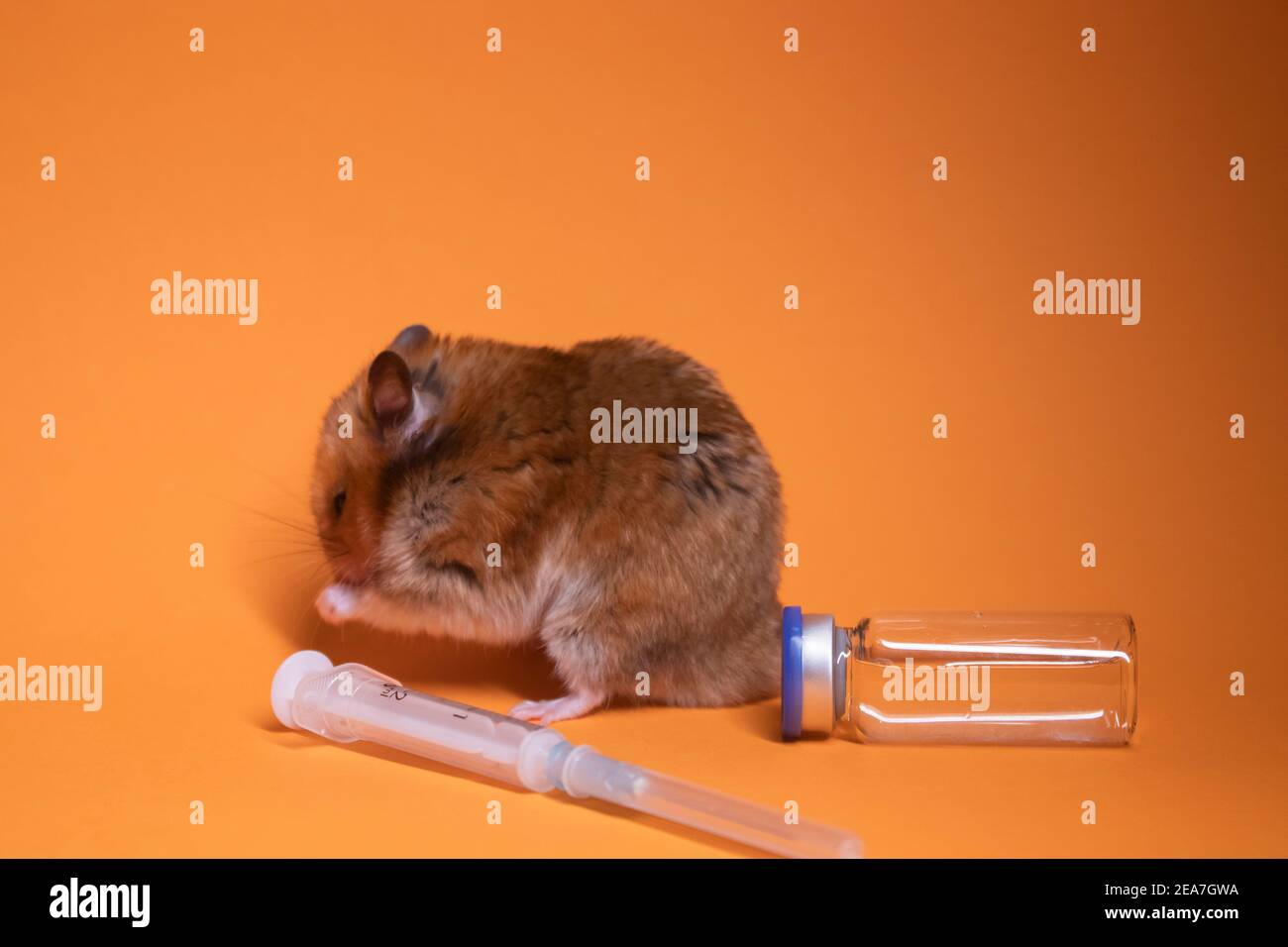 Lab Mouse Injection High Resolution Stock Photography and Images - Alamy