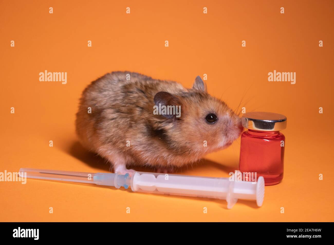 brown hamster - mouse near medical syringe with a needle and bottle ...