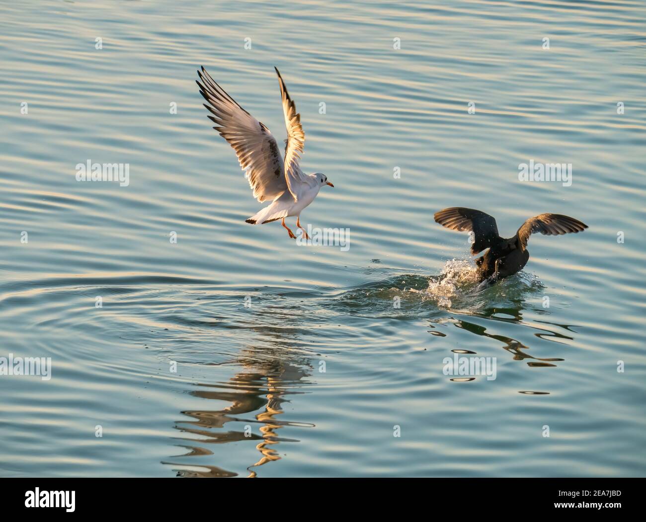 A seagull attacking a Eurasian coot at the surface of the water Stock ...