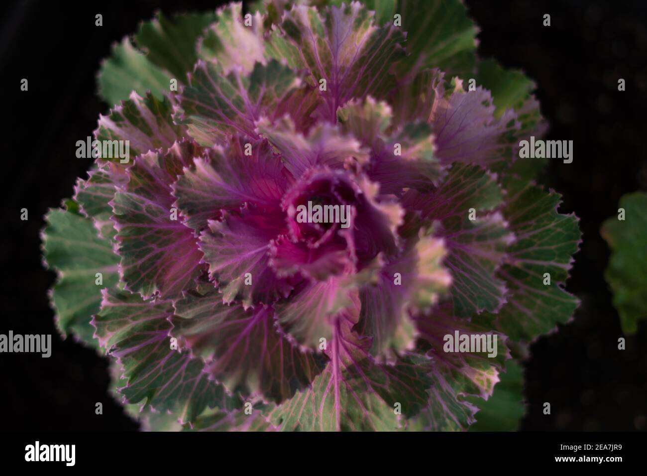 Decorative cabbage in pot hi-res stock photography and images - Alamy