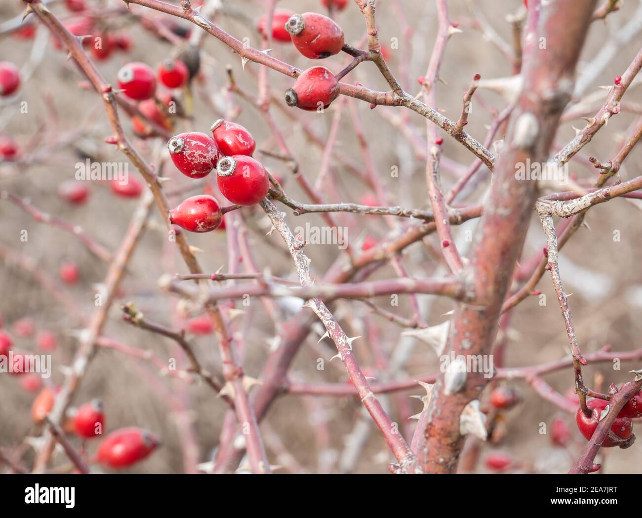 Rosa spikes hi-res stock photography and images - Alamy