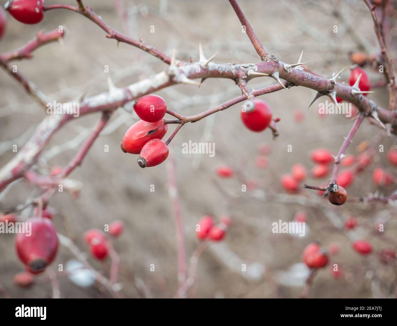 Rosa spikes hi-res stock photography and images - Alamy