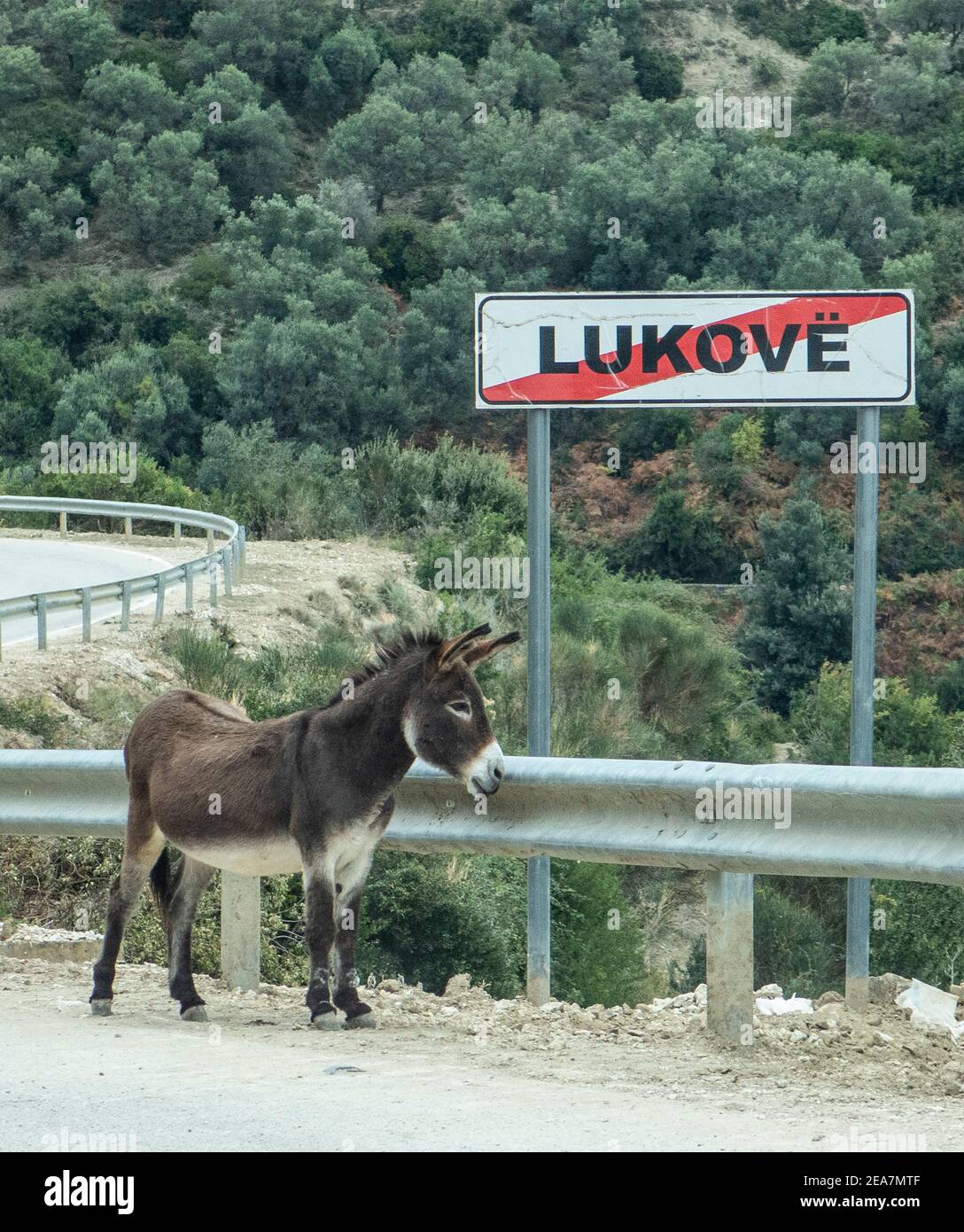 A donkey and a traffic sign in Albania Stock Photo - Alamy