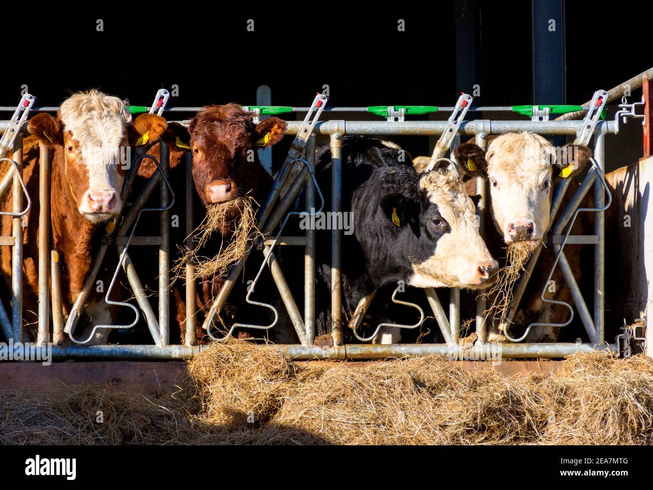Irish meat production hi-res stock photography and images - Alamy