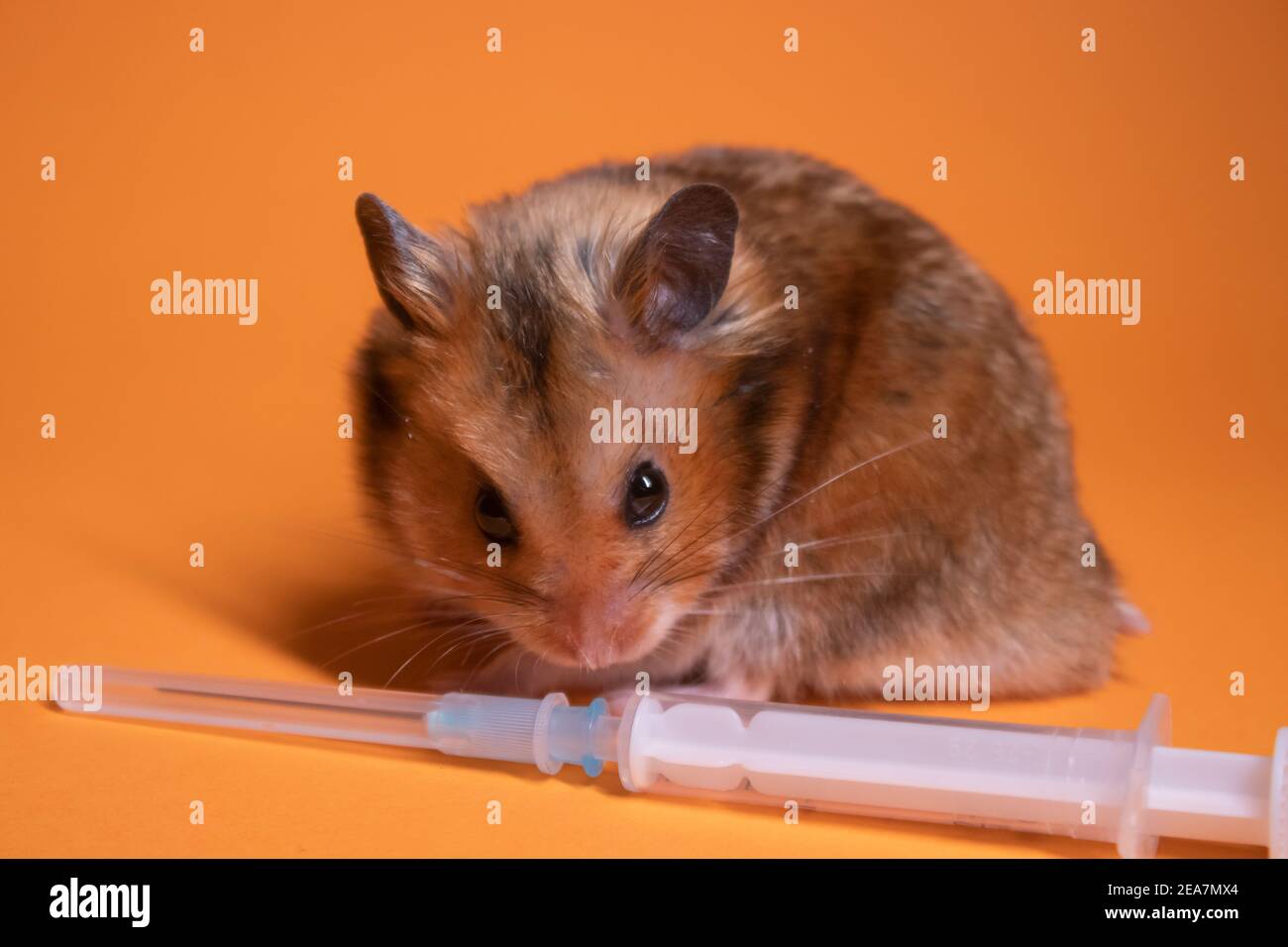 brown hamster - mouse near medical syringe with a needle isolated on ...