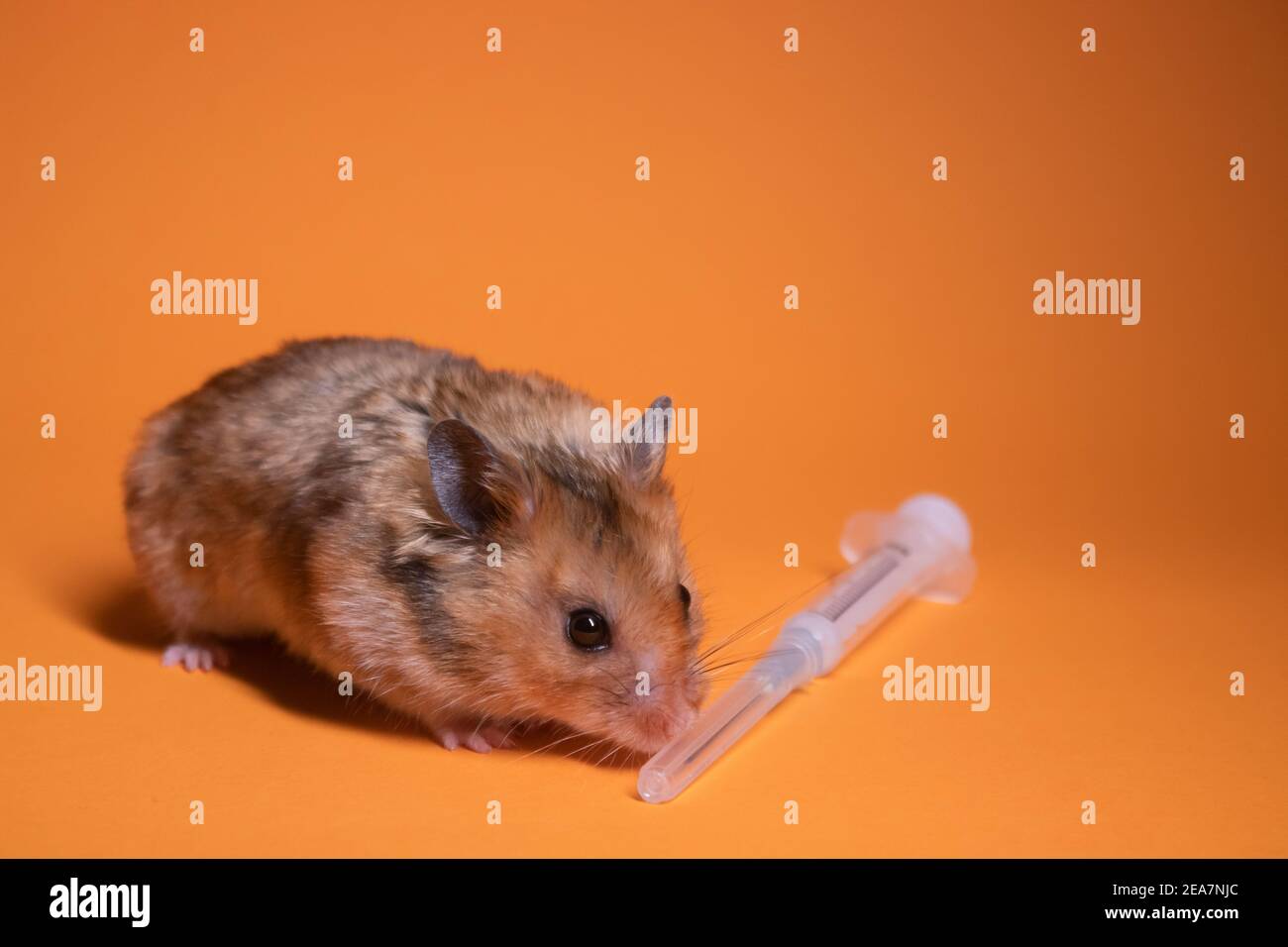 brown hamster - mouse near medical syringe with a needle isolated on ...