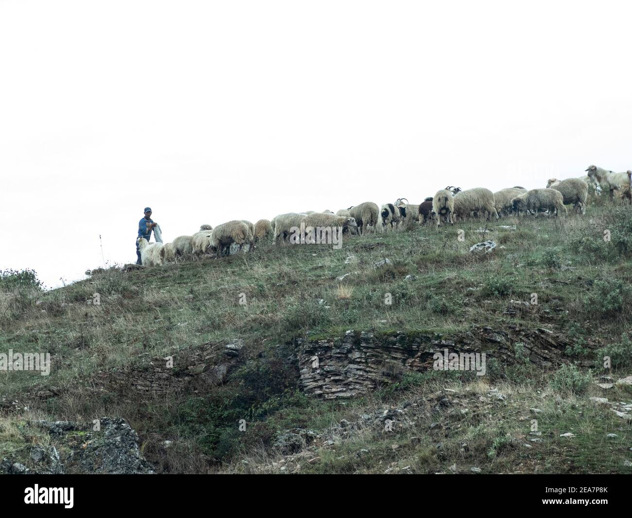 A shepherd guarding his sheep in Albania Stock Photo - Alamy