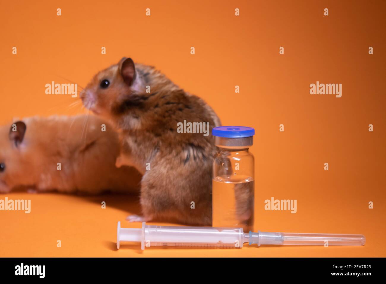 two hamsters-mouse, brown and beige, near medical syringe with a needle ...