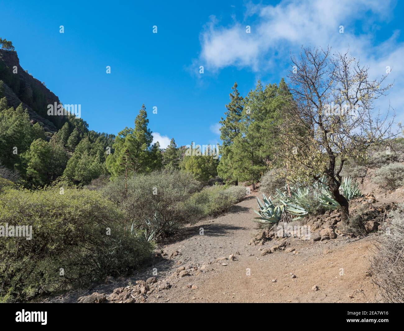 Landscape at Barranco de Guayadeque ravine with green vegetation. Gran ...