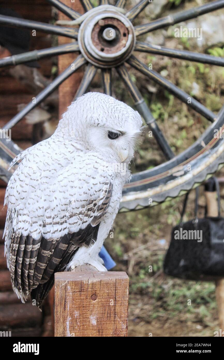 Lonely owl hi-res stock photography and images - Alamy