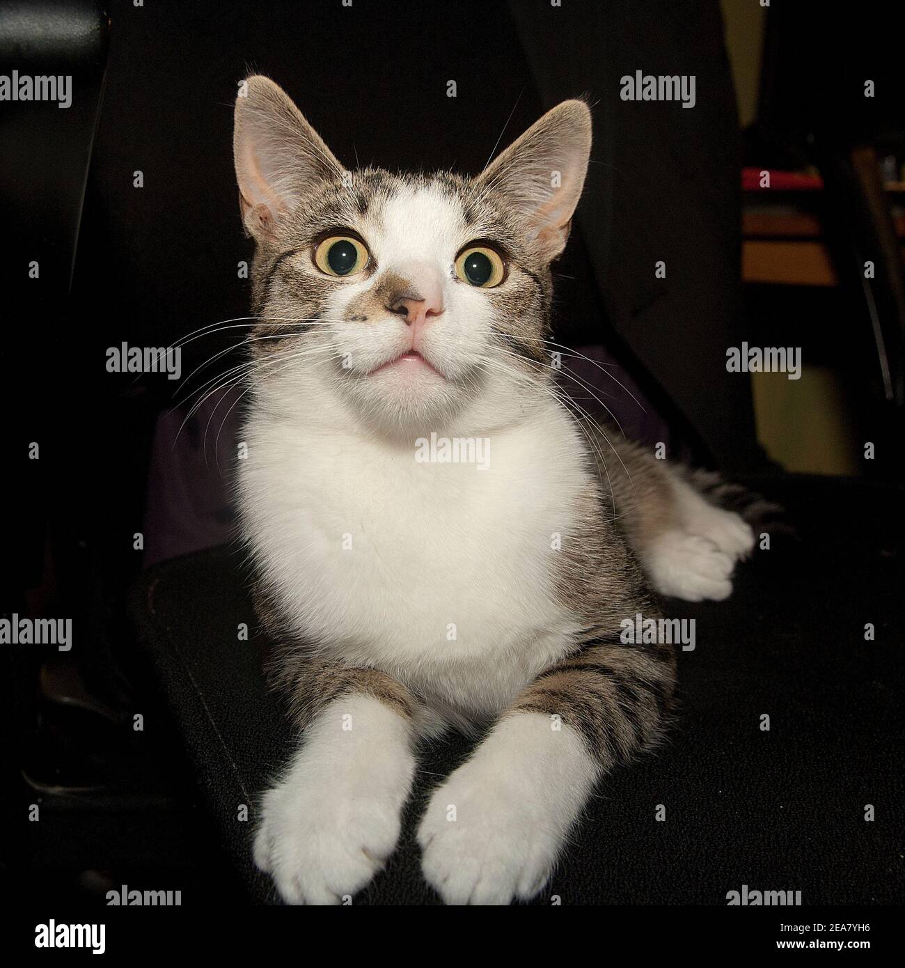 Cat realism hi-res stock photography and images - Alamy