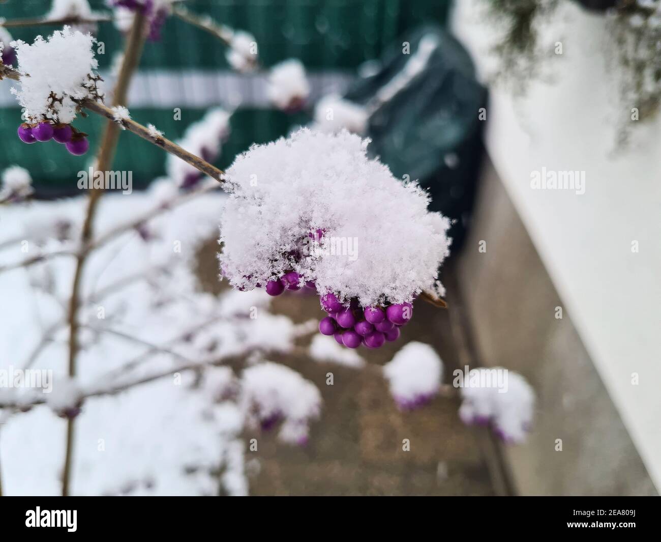 Love pearl bush hi-res stock photography and images - Alamy
