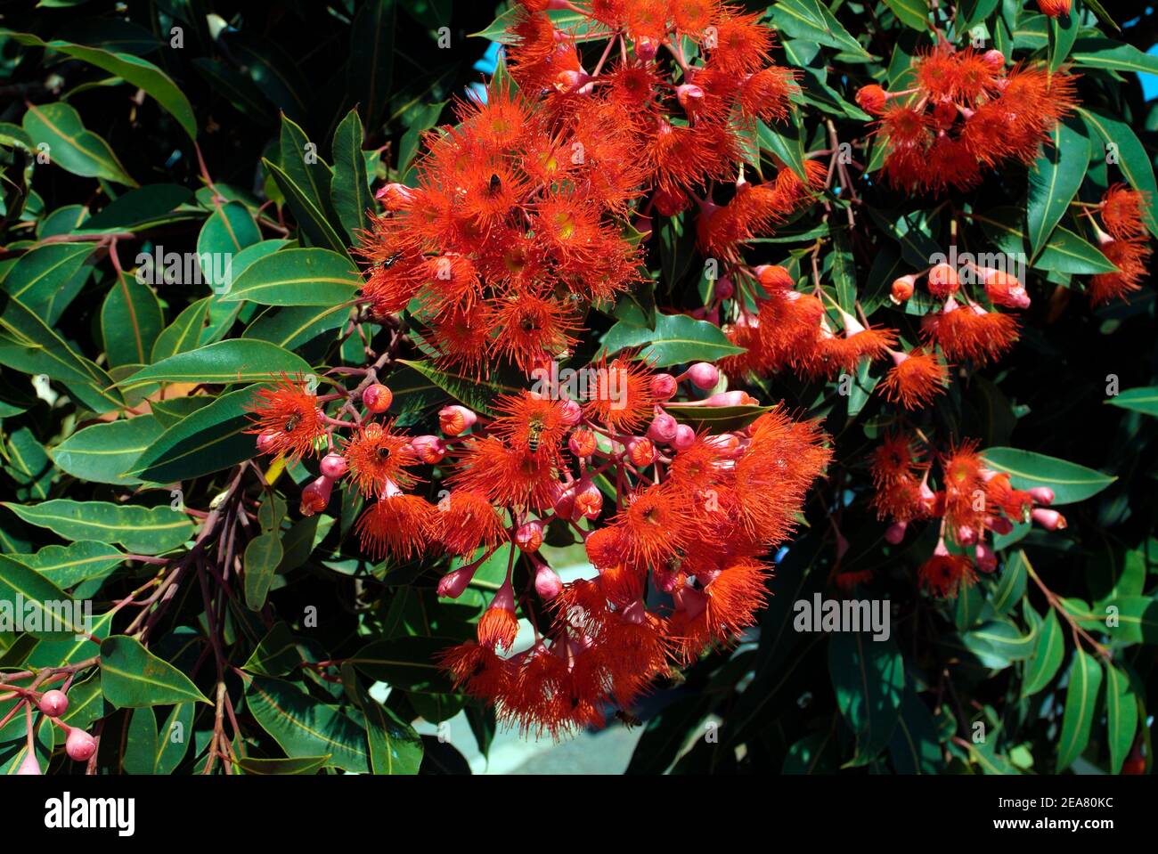 Red flowering eucalyptus tree hi-res stock photography and images - Alamy