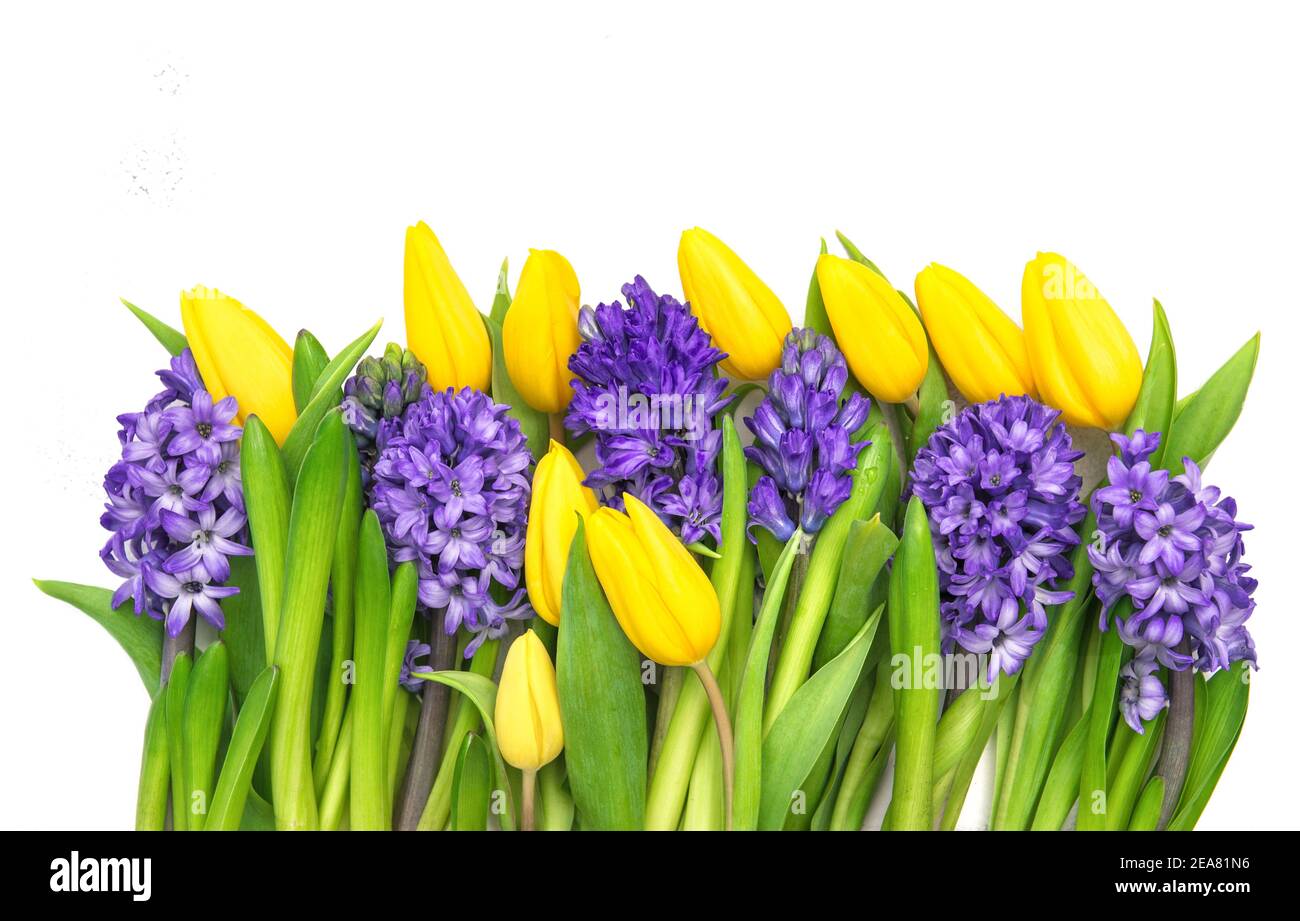 Yellow tulips and purple hyacinth. Spring flowers bouquet Stock Photo ...