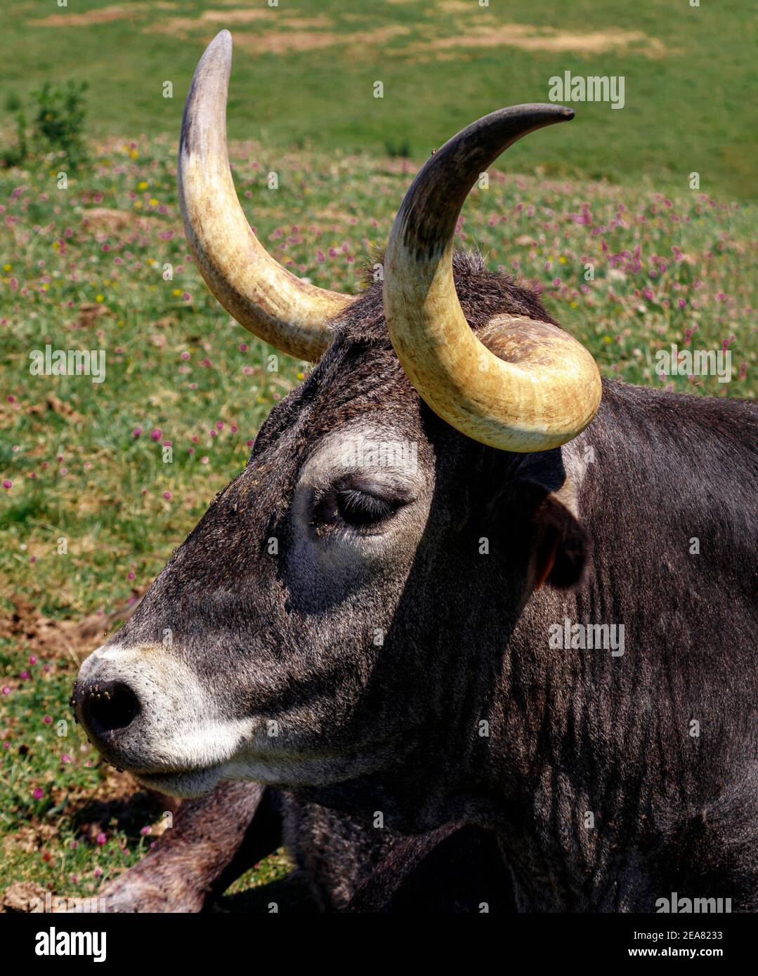 Milk bovine hi-res stock photography and images - Alamy
