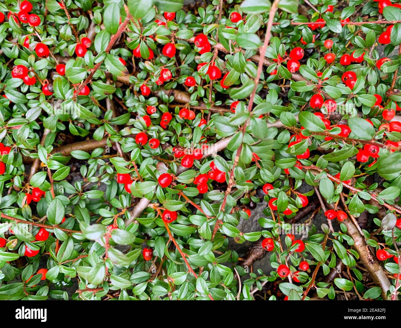 Ornamental garden shrub with small green leaves and red berries Stock ...